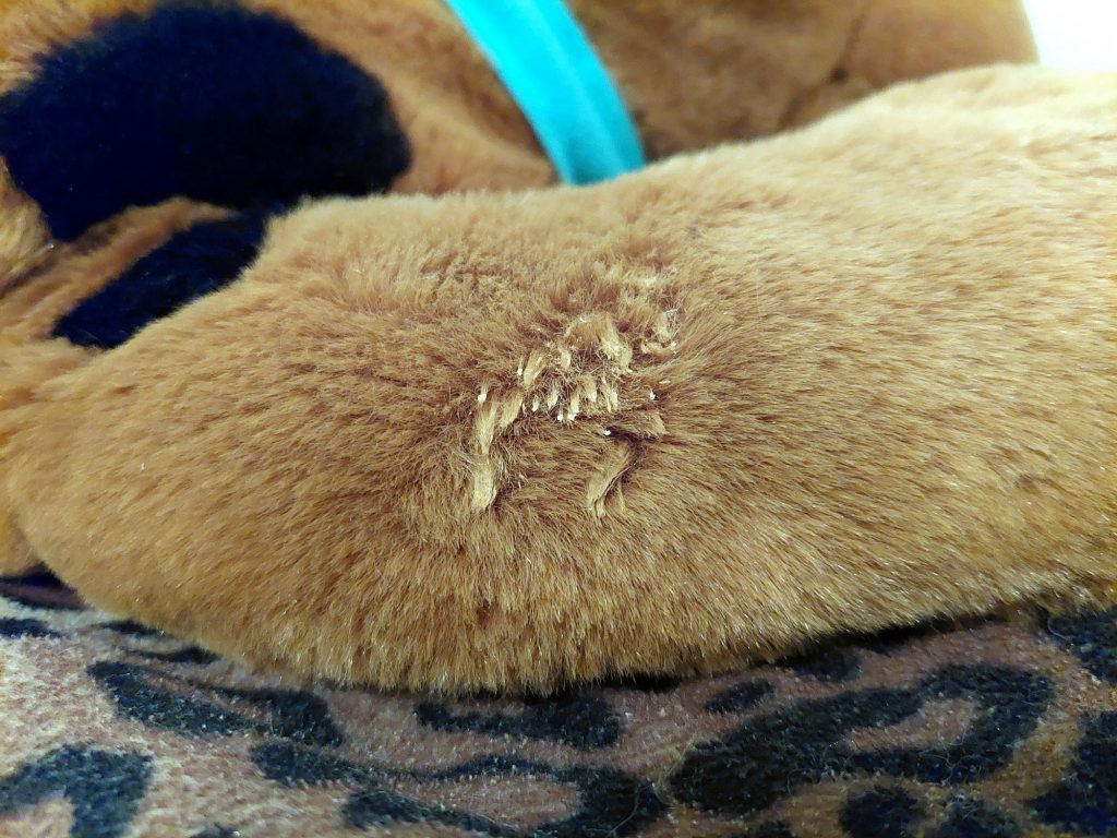 Perfect Scooby Doo For Scrappy (Commission Sold) – HawtFur.com