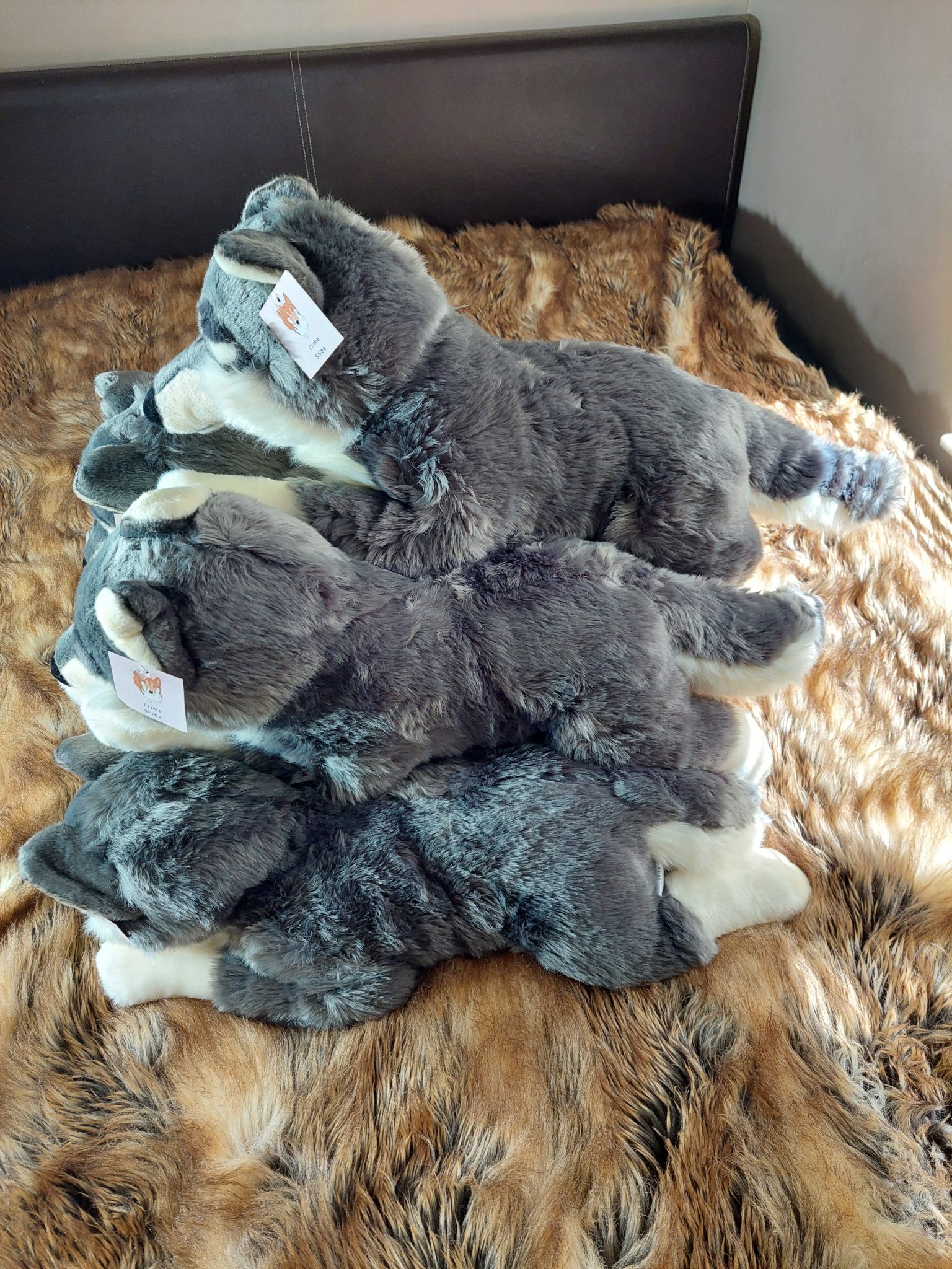 Prime Shiba Wolf (For Sale) – HawtFur.com