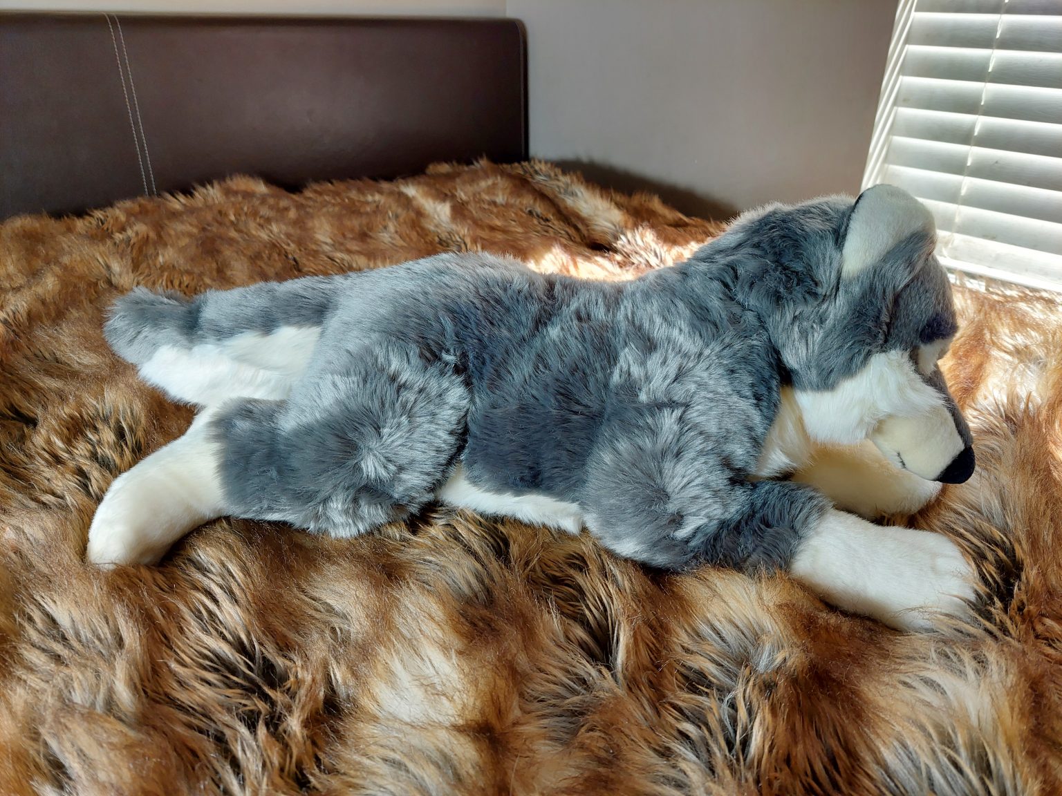 Prime Shiba Wolf (SOLD OUT) – HawtFur.com